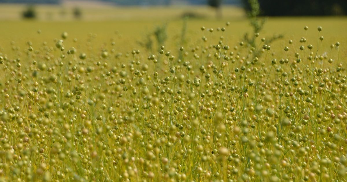 Bioenergy Australia need your help… | Energy & Resources Knowledge Hub